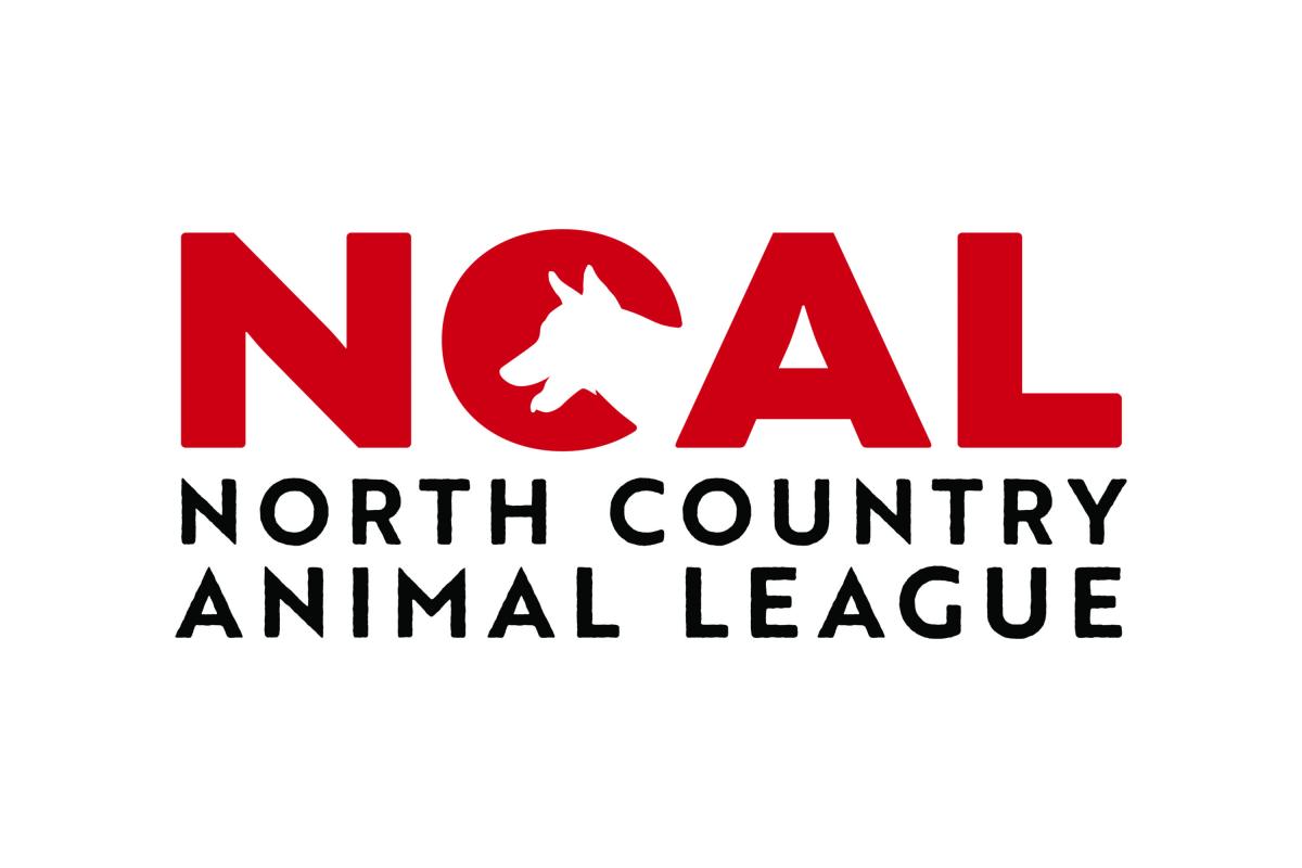 Dogs In A Pile - With Special Guest Haley Jane | Jay Peak Resort